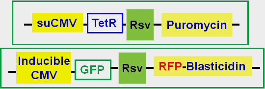 Inducible GFP stable cell line with RFP marke