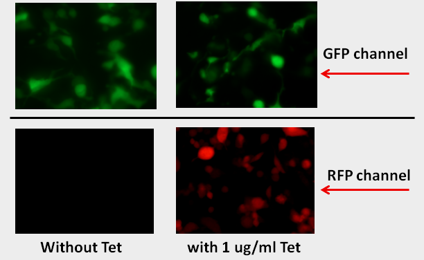 Inducible RFP Expression cell line with GFP marker