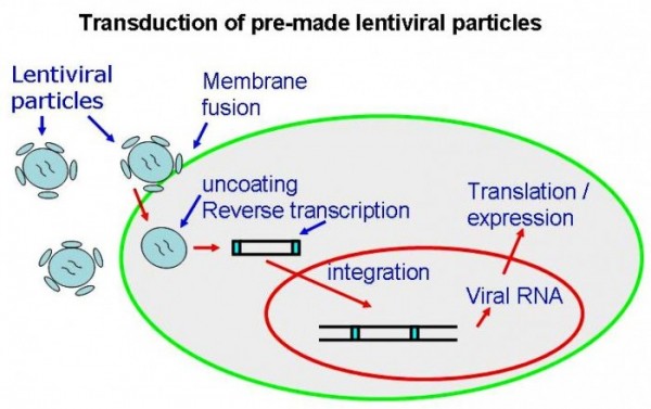 SureTiter™ Lentiviral System
