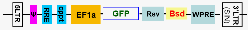 GFP (EF1a, Bsd) lentiviral particles in PBS