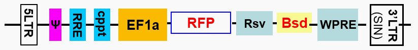 RFP (EF1a, Bsd) lentiviral particles in PBS