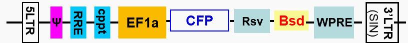 CFP Lentivirus driven by EF1a promoter, carrying Blasticidin selection