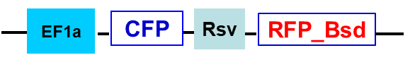 CFP Lentivirus driven by EF1a promoter, carrying RFP-Blastidicin dual ...