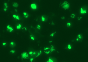 Mito-GFP (Bsd), LocLight lentiviral particles