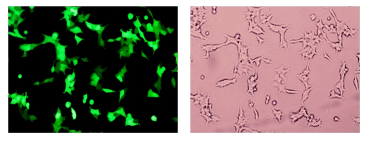 HEK293 cell line express eGFP fluorescent reporter