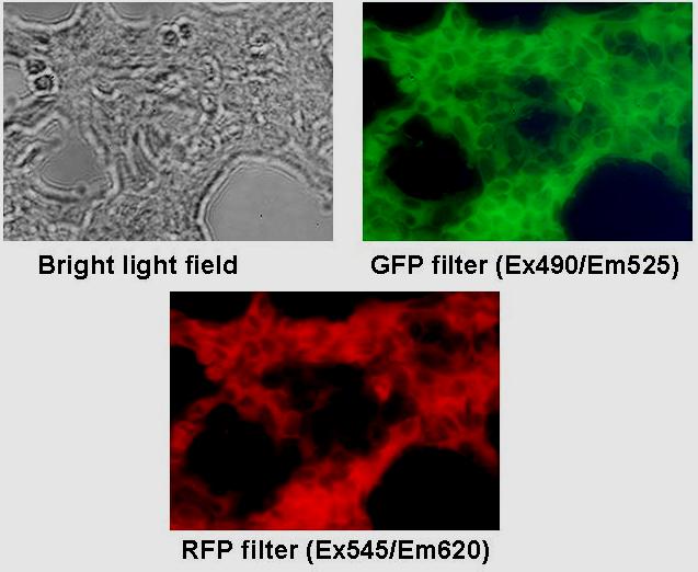 GFP-LacZ & RFP Expression HEK293 Cell Line