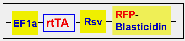rtTA expression Hela cell line
