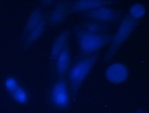 BFP (EF1a, Neo) lentiviral particles in PBS | GenTarget Inc