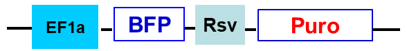 BFP Lentivirus driven by EF1a promoter, carrying Puromycin selection