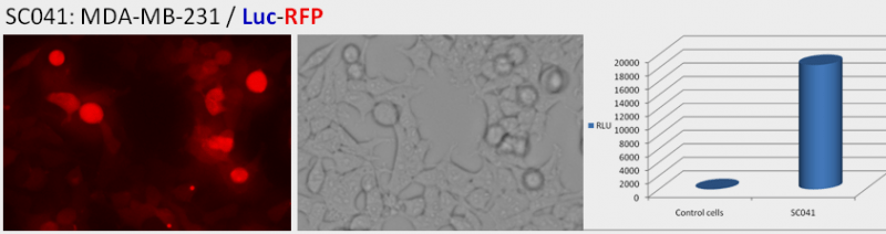 MDA-MB-231 / Luciferase-2A-GFP Stable Cell Line