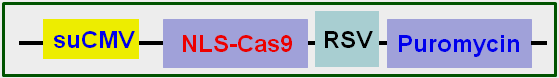 Cas9 expression cell line in A549 cells