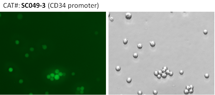 Jurkat / GFP stable Cell Line, driven by CD43 Promoter