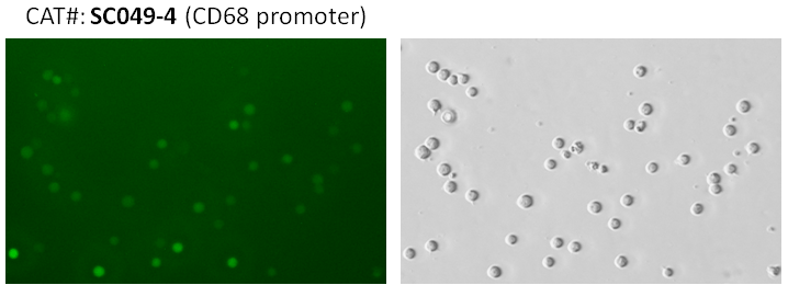 Jurkat GFP stable Cell Line, driven by CD68 promoter