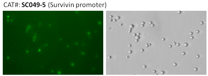 GFP Jurkat stable Cell Line, driven by Survivin promoter