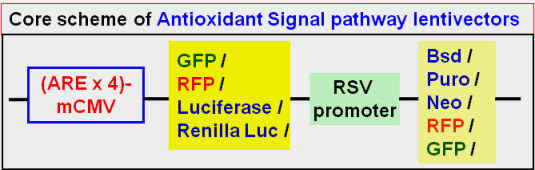 Antioxidant Pathway Archives - GenTarget Inc