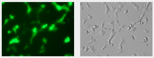 Human ES2 / GFP Stable Cells
