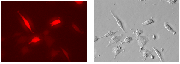 Human ES2 / RFP Stable Cells