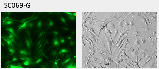 Human 786-O / GFP Stable Cells