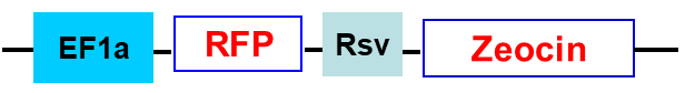 RFP (EF1a, Zeo) lentiviral particles in PBS