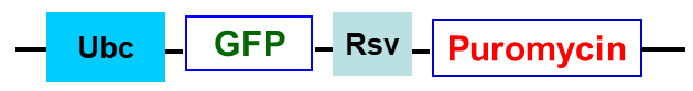 GFP lentivirus driven by Ubc promoter with Puromycin