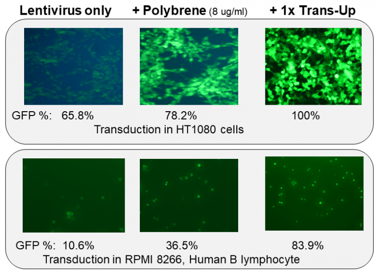 Lentivirus Transduction Enhancer