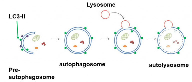 Fluorescent-LC3 fusion for Autophagy Research