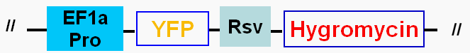 YFP (EF1a, Hygro) lentiviral particles in PBS