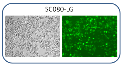 Human HT-29 / (Luciferase & GFP) Stable Cells