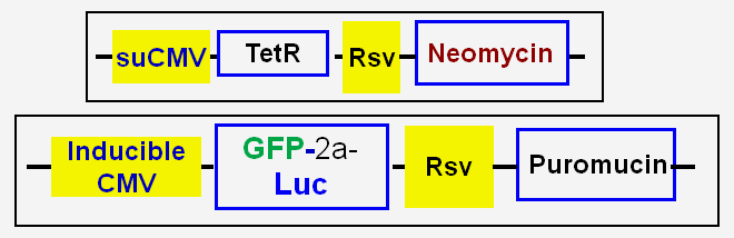 Inducible GFP & Luciferase HEK293 stable cell line