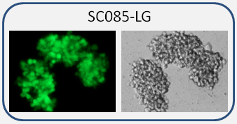 Human SHP-77 (Luciferase & GFP) Stable Cells