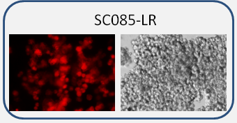 Human SHP-77 (Luciferase & RFP) Stable Cells