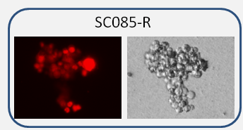 Human SHP-77 / RFP Stable Cells